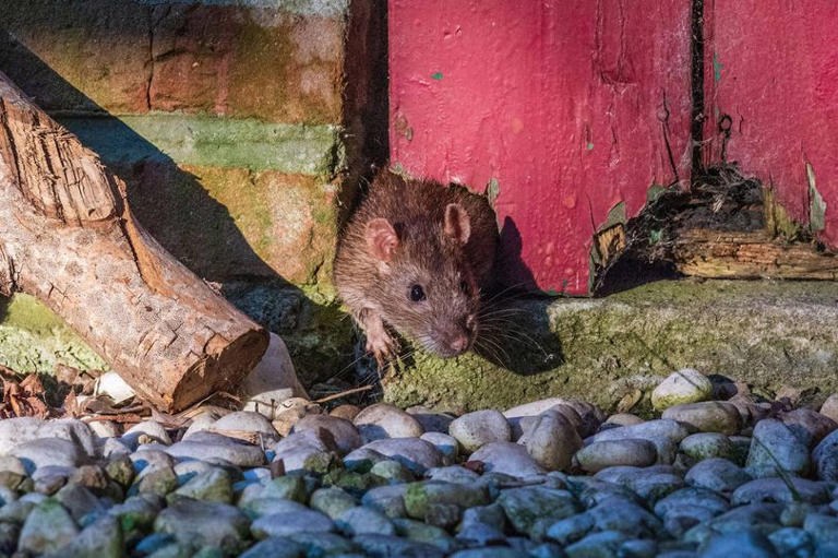 One 24p kitchen staple will keep rats away from your home and garden ...