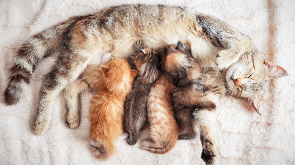Why kittens from the same litter often look so different