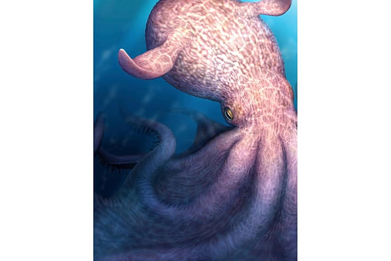 ‘A fearsome sight’: 19-metre-long octopuses prowled the oceans 100 ...