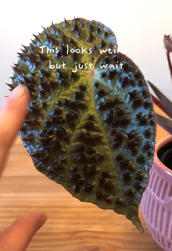 Begonia propagation DIY fun plant project for houseplant growth and care