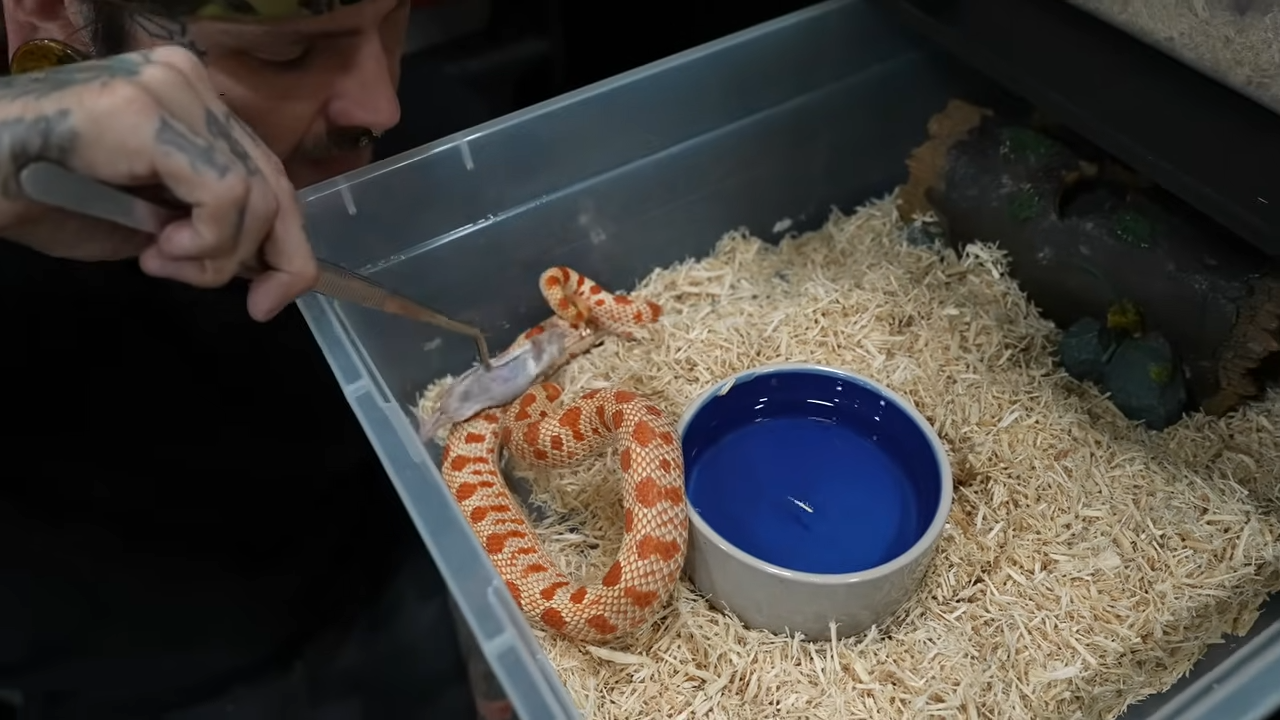 “They never rush the movement”: The method behind handling venomous snakes