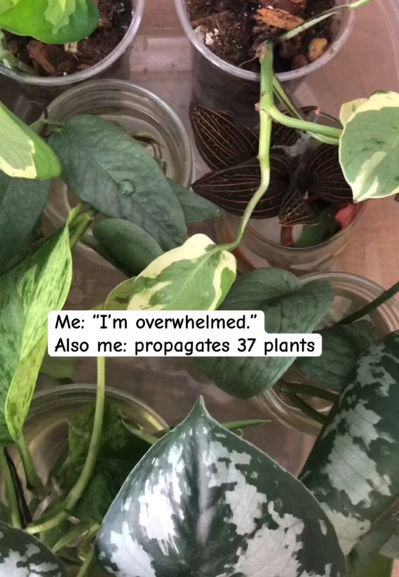 Self care plant propagation houseplant care routine and growth tips