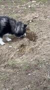 Pomsky puppy buries stuffed toy
