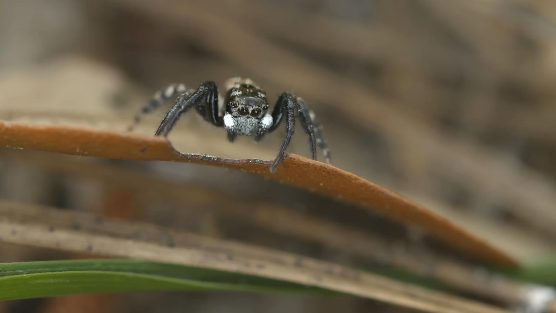 This spider doesn’t just see color - it uses it like a weapon