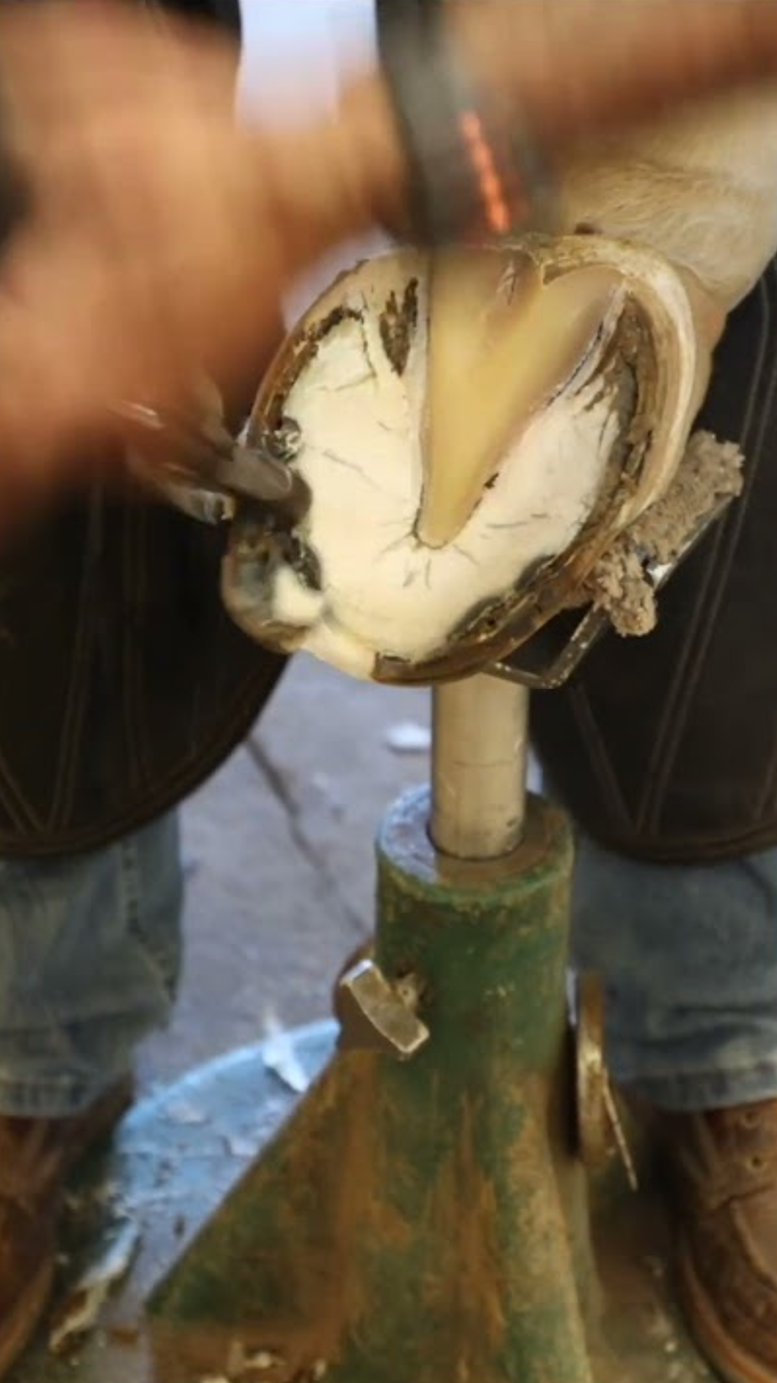 Cutting excess hoof cleanly