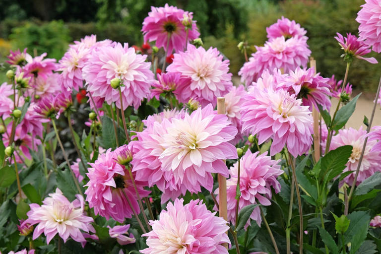 14 flowers and seeds to plant right now for a garden that blooms all summer