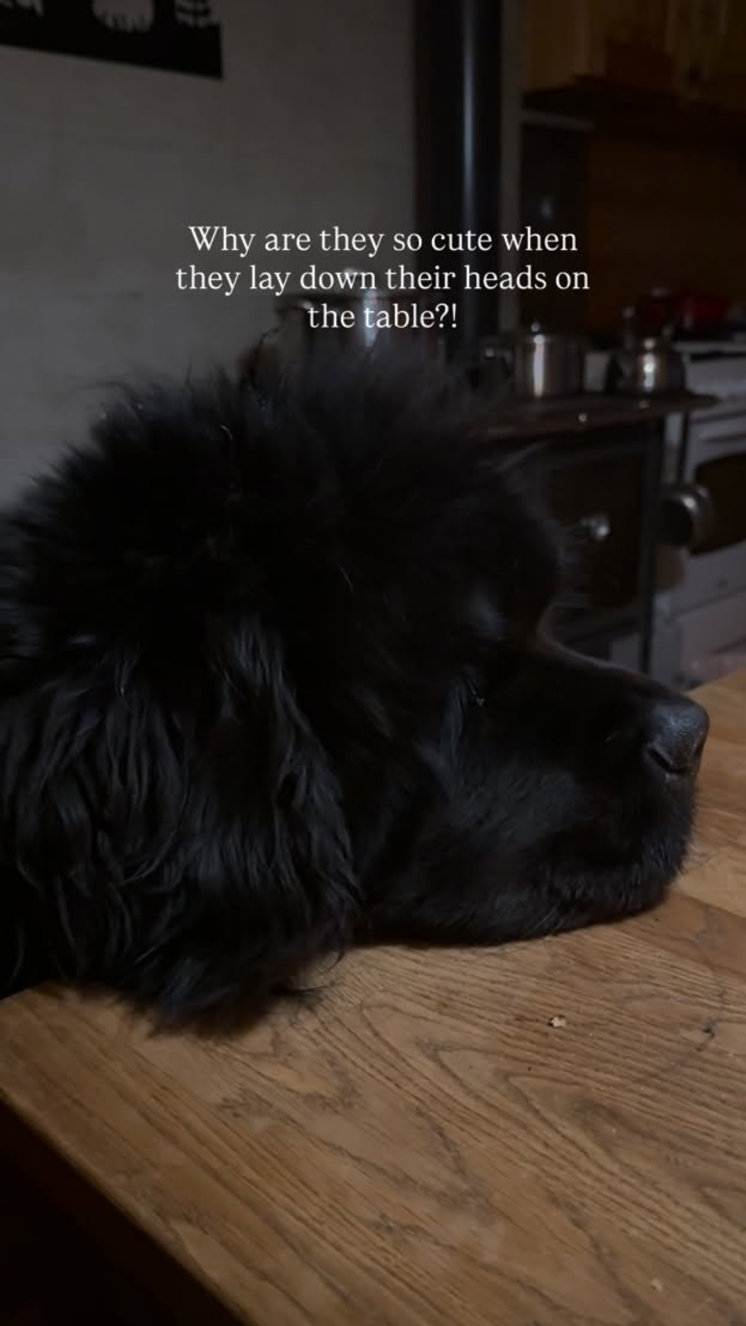 Relatable dog moments: why owners always give in