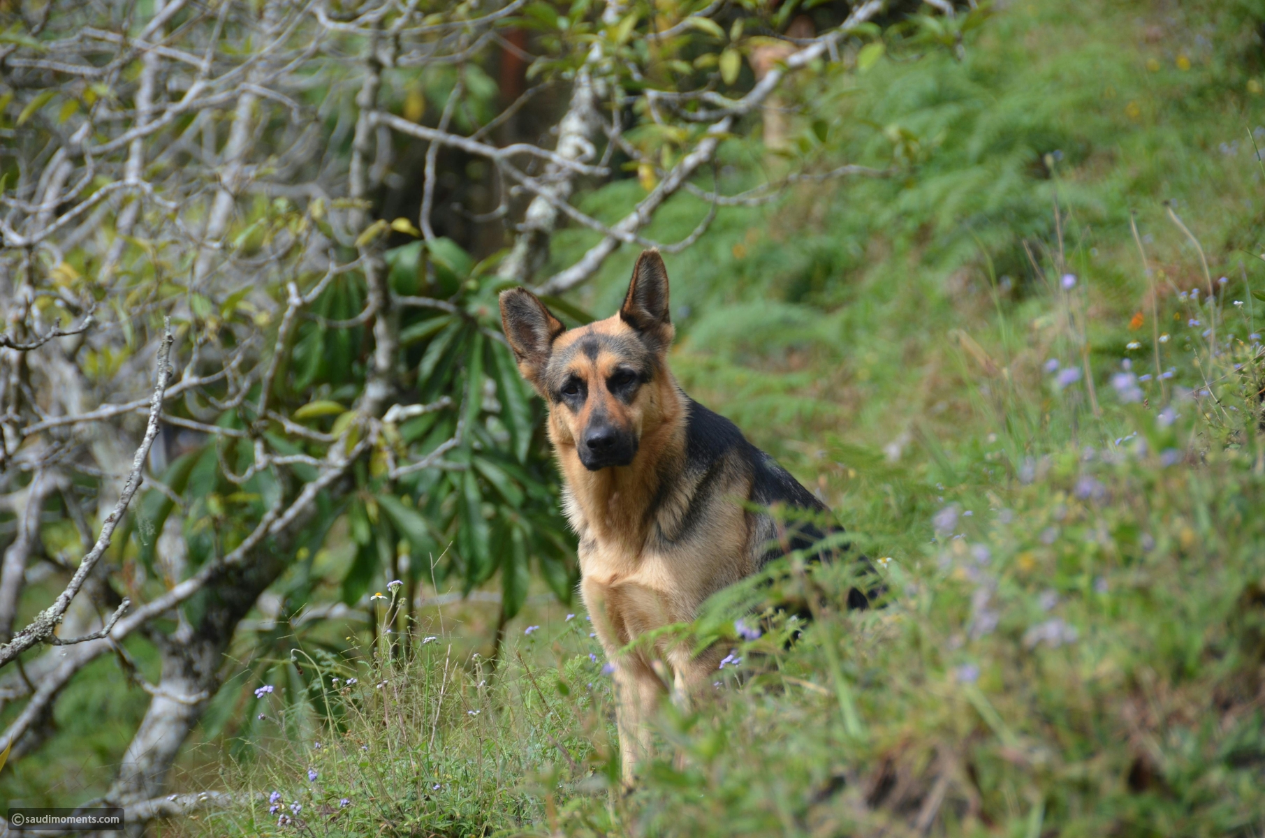 10 big dog breeds that will steal your heart