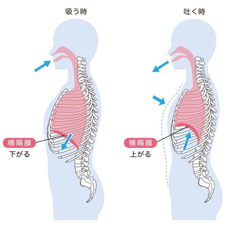 40代からのぽっこり下腹が気になる人必見！腹筋より先にやるべき“横隔膜ほぐし”とは