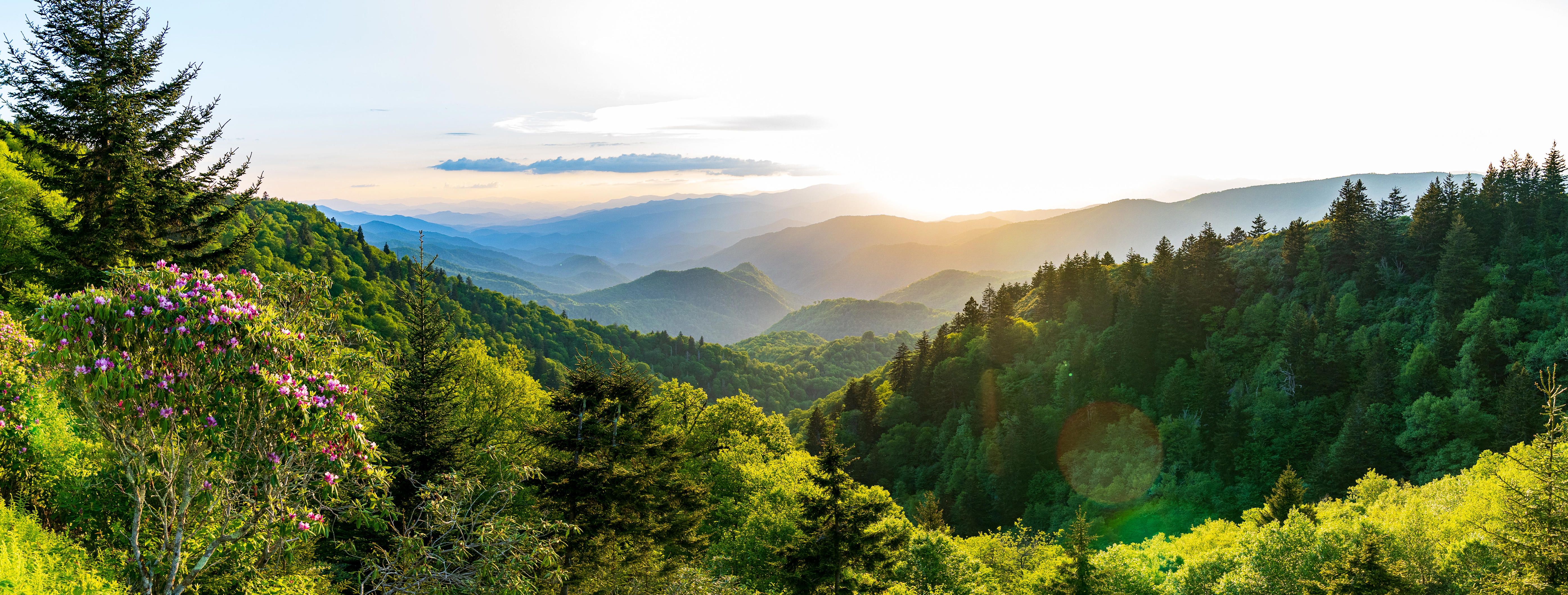 NPS looking for tips in dumping of vultures in Great Smoky Mountains