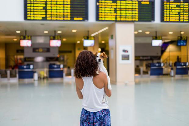 UK holidaymakers warned over new EU pet travel rules - dog and cat ...