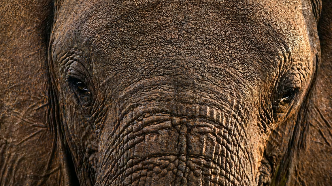 Wild elephant close view highlighting natural skin patterns