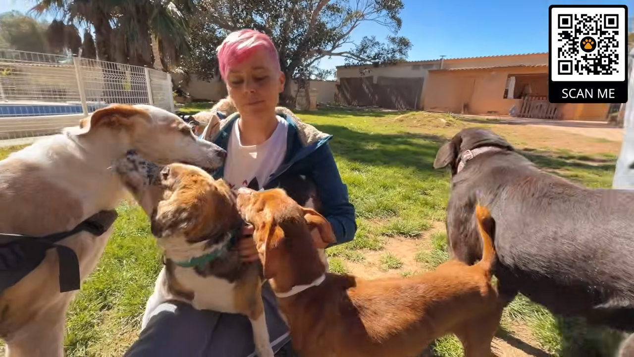Why love is not enough and what some would-be dog owners still refuse ...
