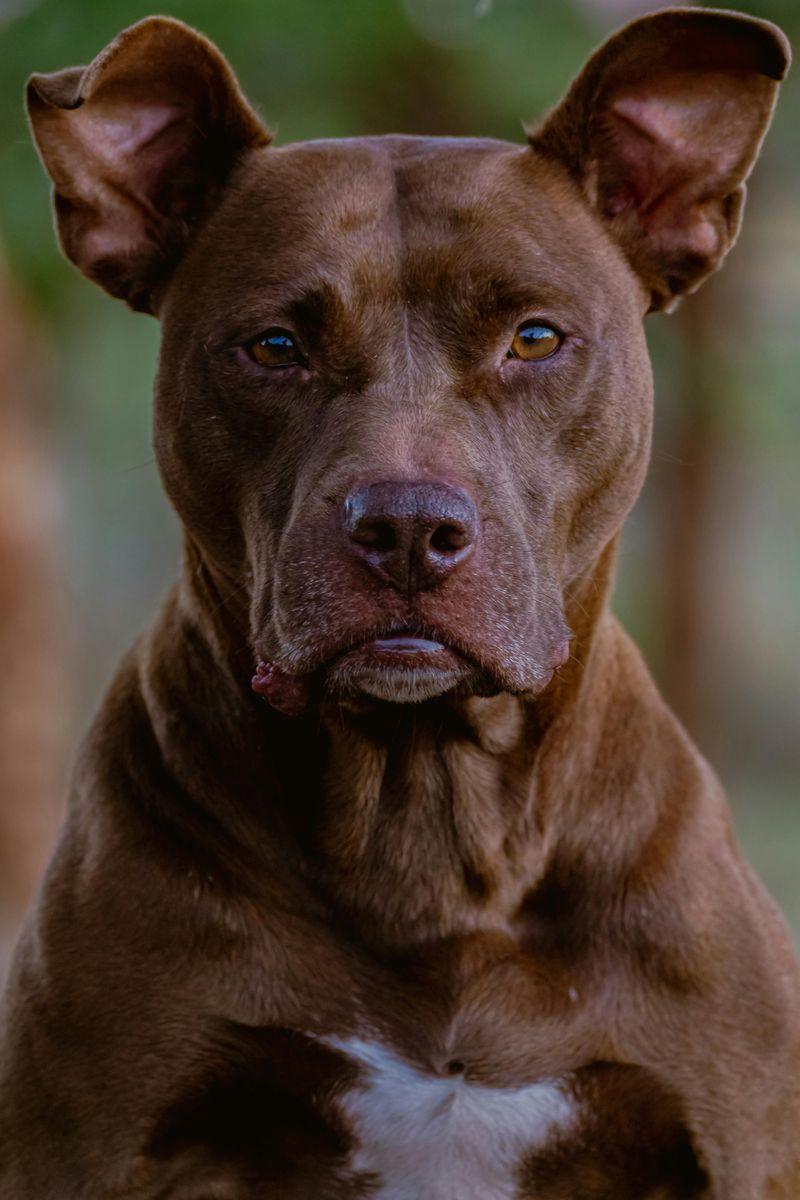 12 dogs with bad reputations that don't match reality