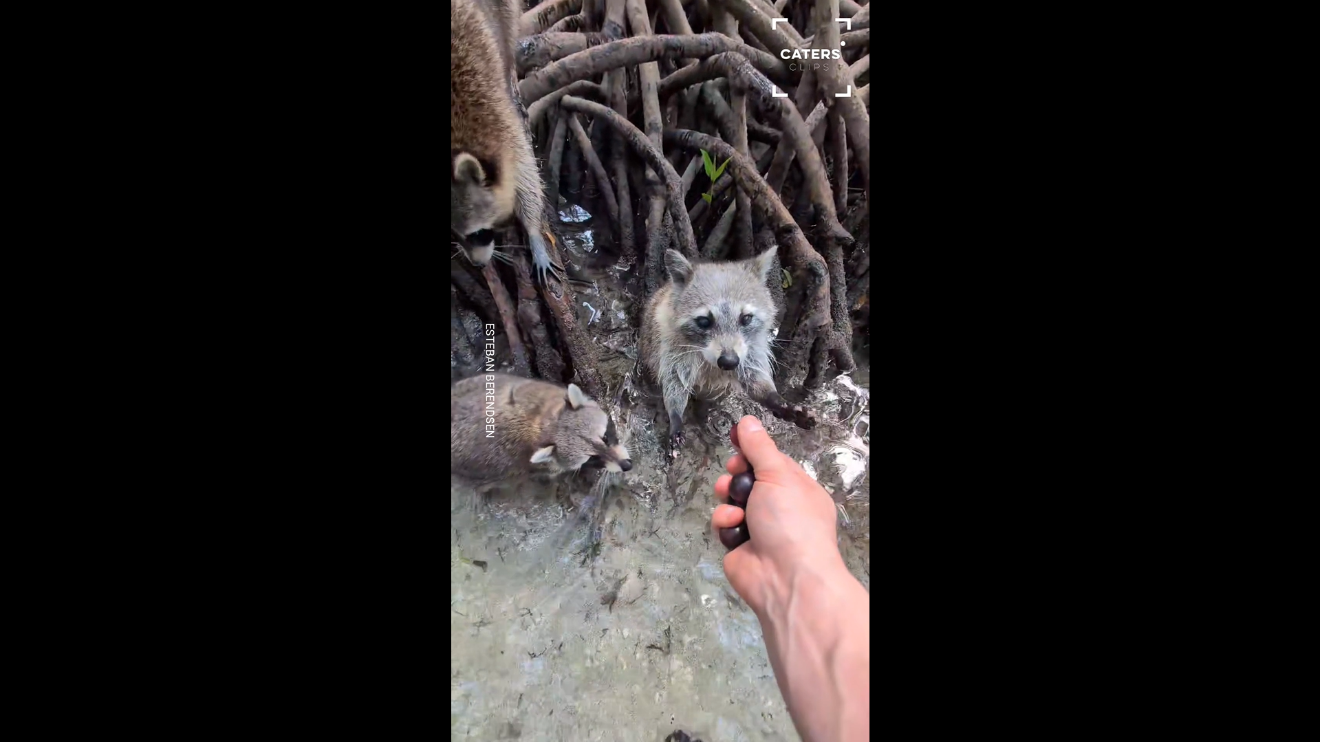 Wild raccoons patiently line up for grapes in calm moment