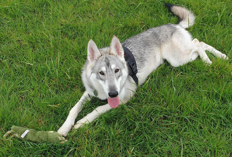Tamaskan wolfdog died from ruptured liver at Chesterfield kennels while ...