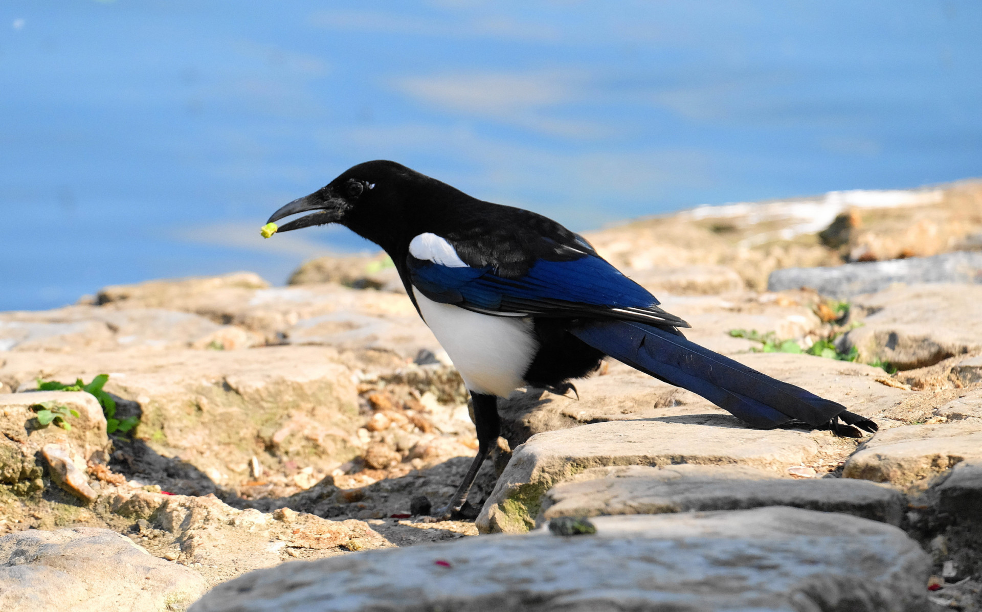 Nature's craftiest thieves and kleptoparasites