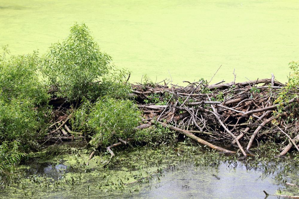 15 fun activities to celebrate International Beaver Day with kids