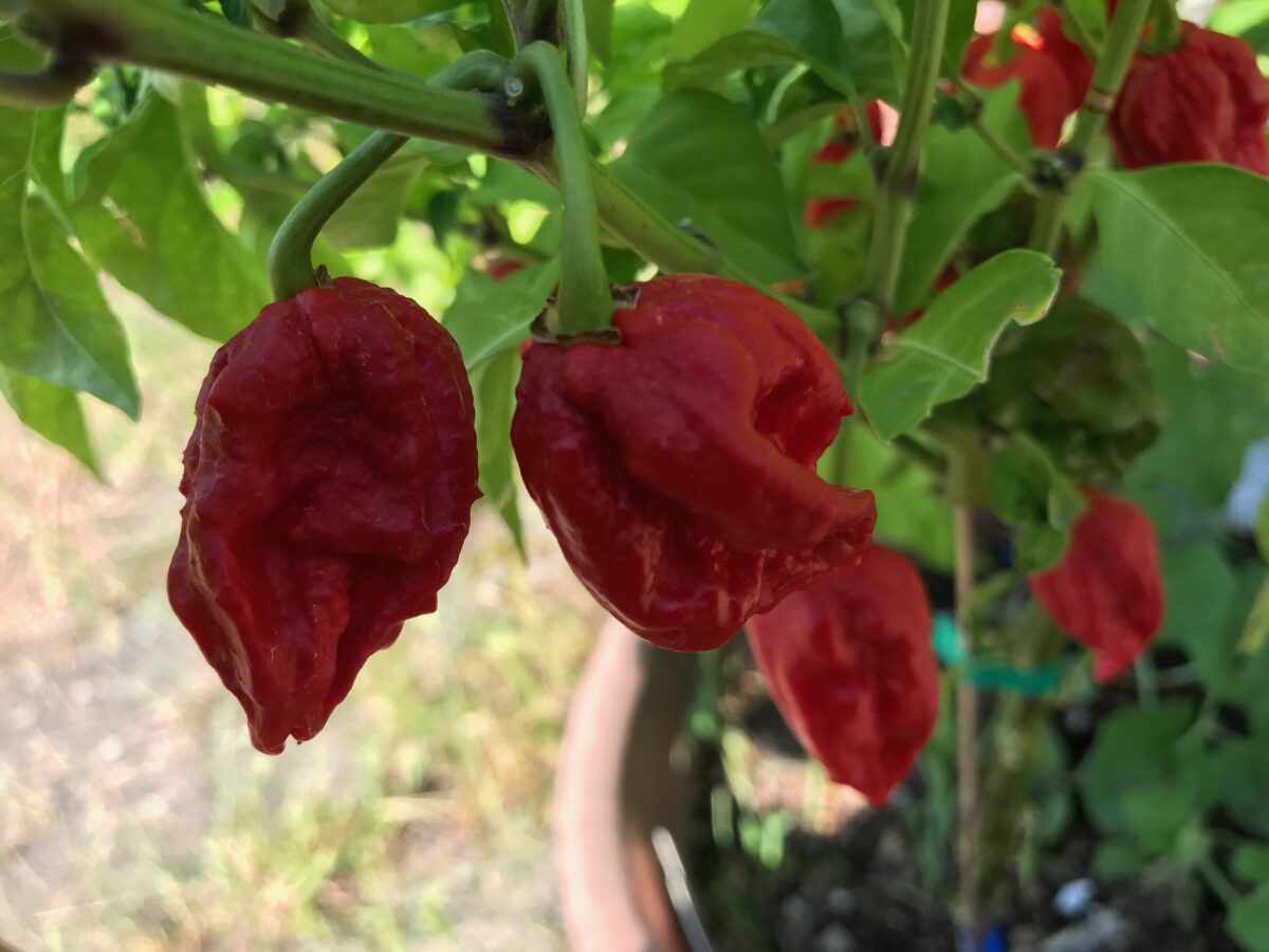 The spiciest food items from around the globe