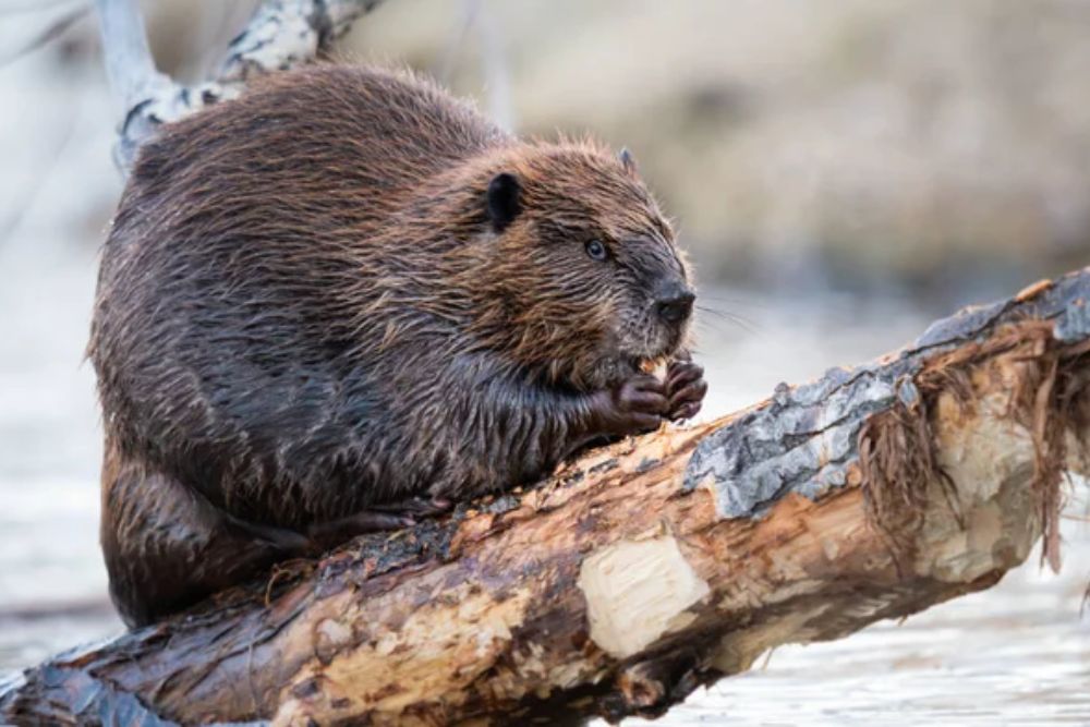 15 fun activities to celebrate International Beaver Day with kids