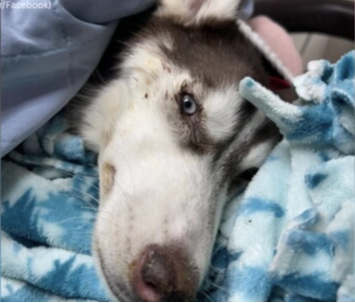 Frostbitten husky puppy found in crate under bridge dies after rescue ...