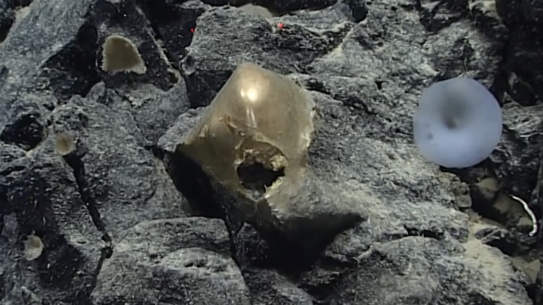 Mysterious golden orb found at the bottom of the ocean finally identified
