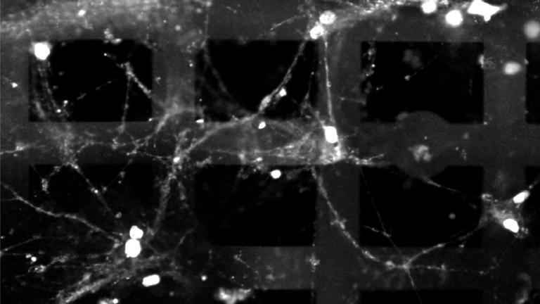 US: Princenton scientists make 3D bio-electronic hybrid system using ...