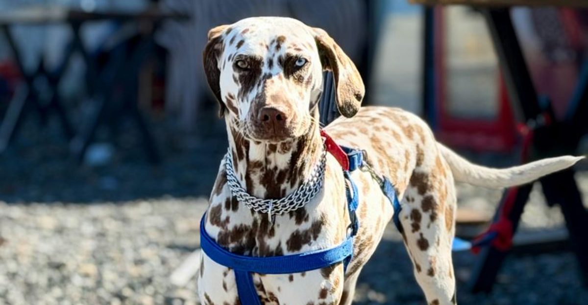 If you're outgoing, these 13 dogs will match your energy