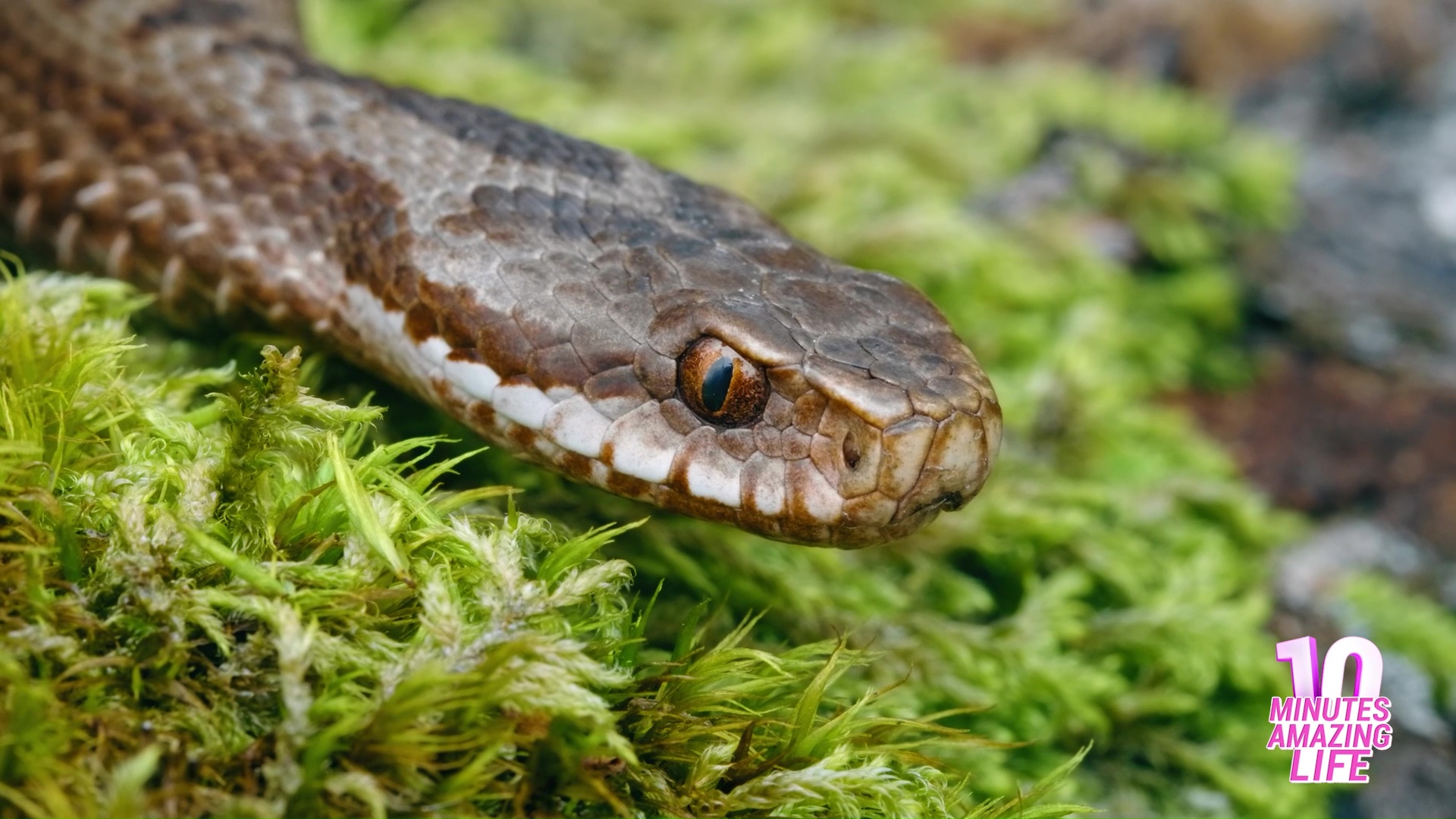 How viper tracks its prey without moving