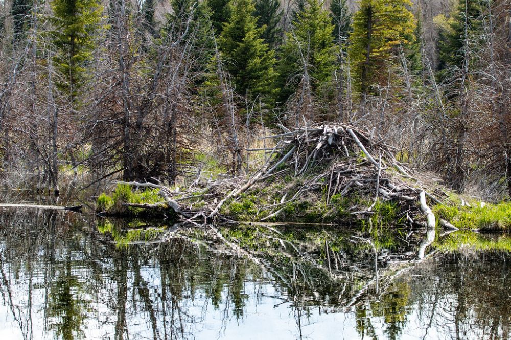 15 fun activities to celebrate International Beaver Day with kids