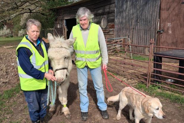 The gentle donkey trotting 16 miles along Thames Path to raise funds ...