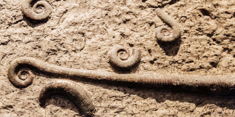 Scientists discovered 700 fossils that rewrite what we know about life ...
