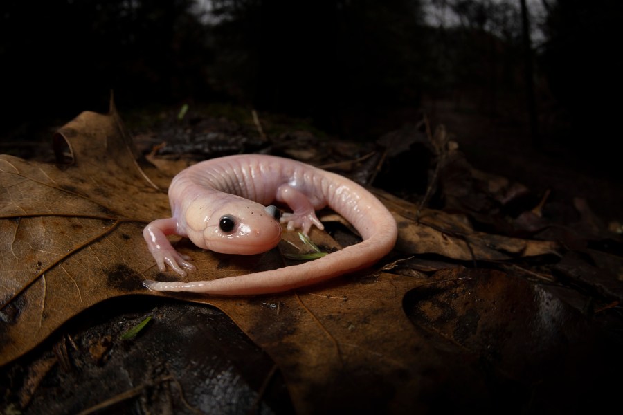 LOOK! Extremely rare salamander spotted in Ohio
