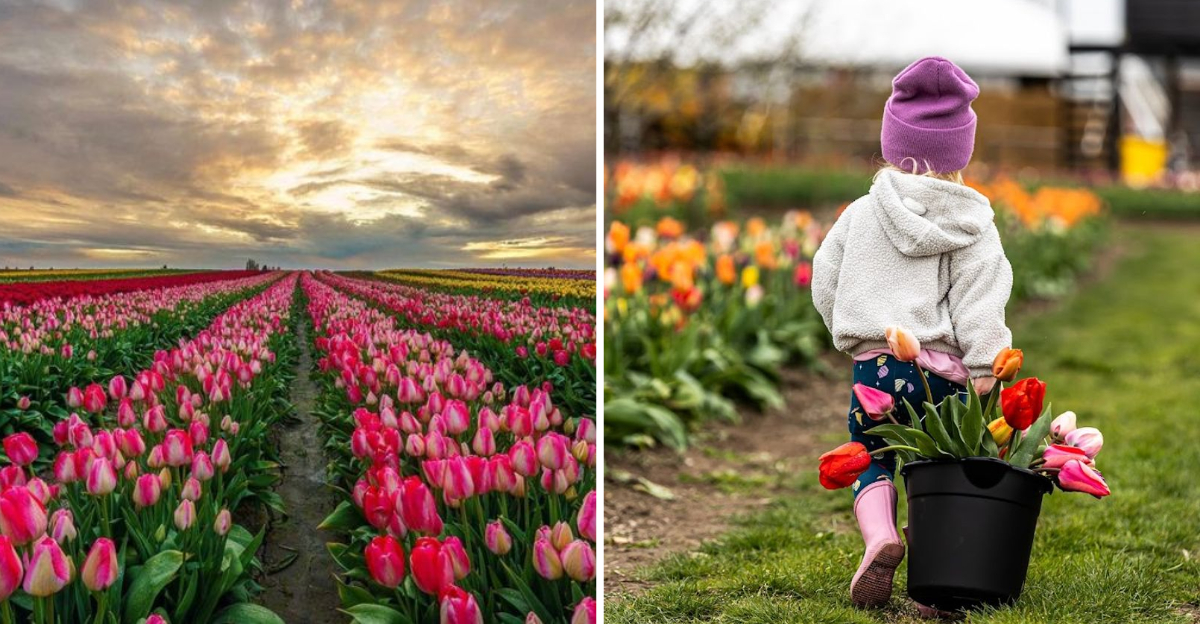 The tulip fields of La Conner, Washington are the most beautiful thing ...