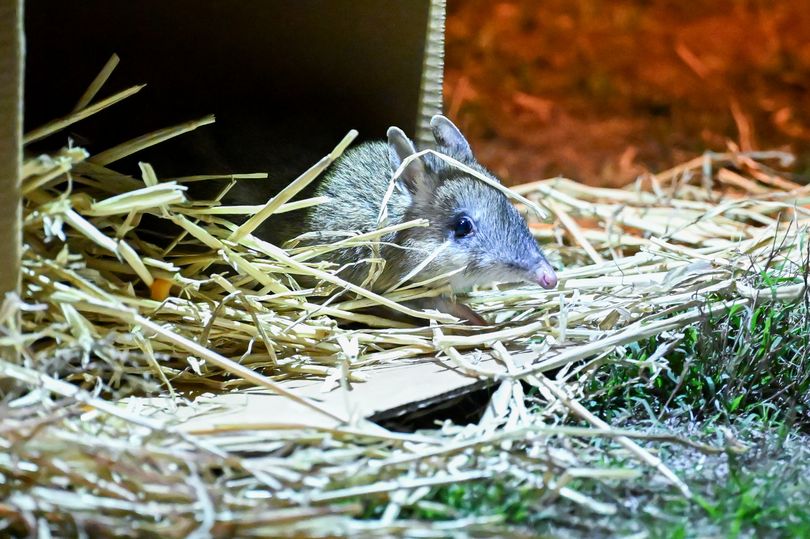 'Fit and feisty' bandicoot released into wild after world-first ...