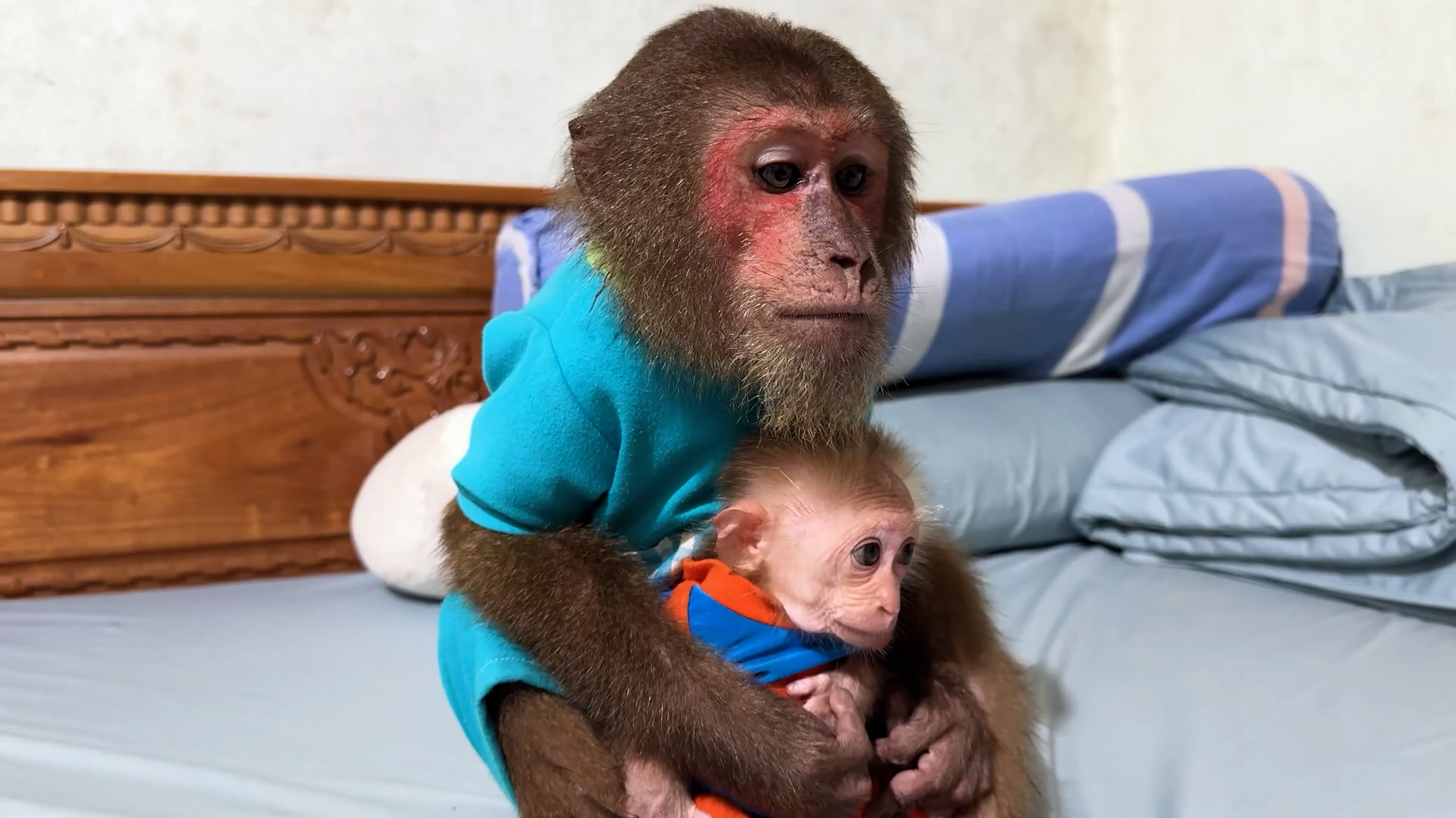 Cutis quietly learns baby care by watching mom daily