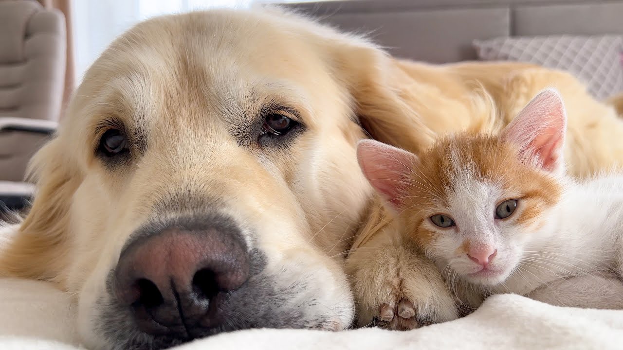 Golden retriever gently bonds with tiny kitten