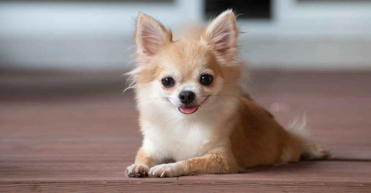 21 dog breeds that do best living indoors