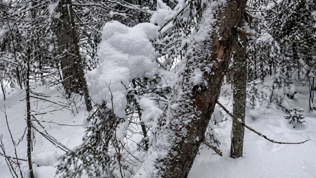 Here it goes... - Seconds later, the frozen tree dropped