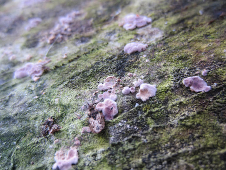 Pink mold: Causes, prevention, and safe removal techniques
