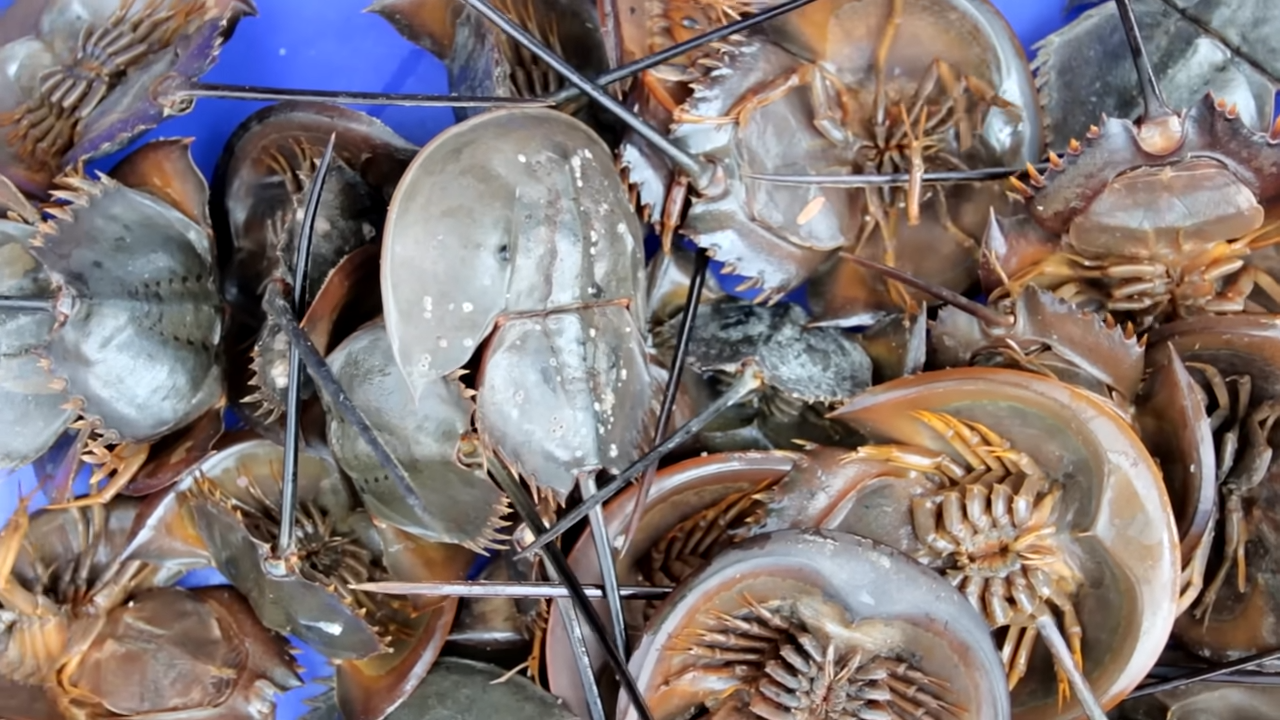 This animal is drained alive for its blood – it’s worth $60,000 per gallon