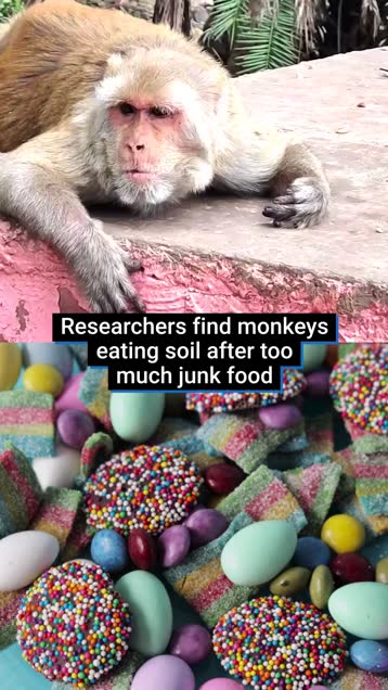 Researchers find that monkeys are eating soil to settle stomach after ...