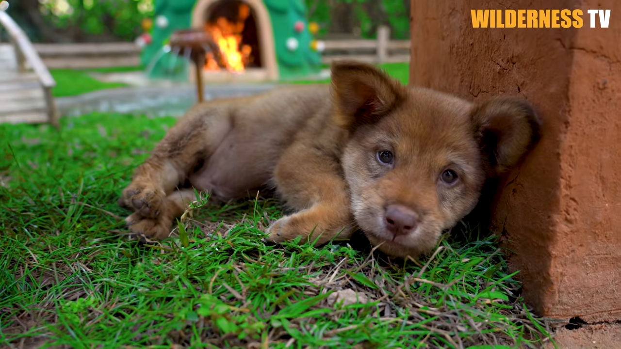 Watch abandoned puppies finally feel safe – their reaction says everything