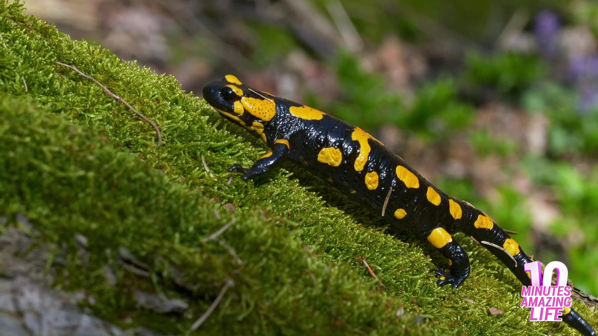 Fire salamander displays poisonous skin defense in the wild
