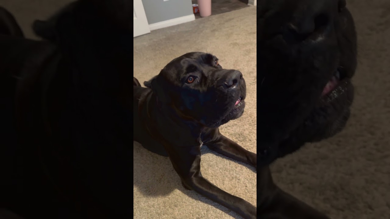 My dog doesn't like hats