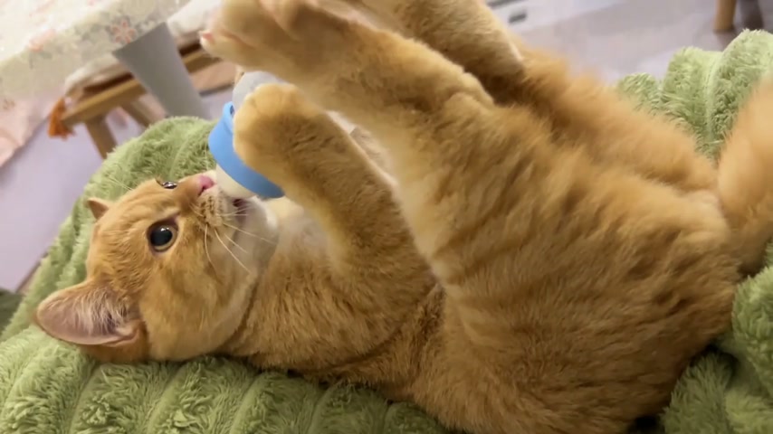 Orange kitten drinks milk while holding bottle in Guangdong, China
