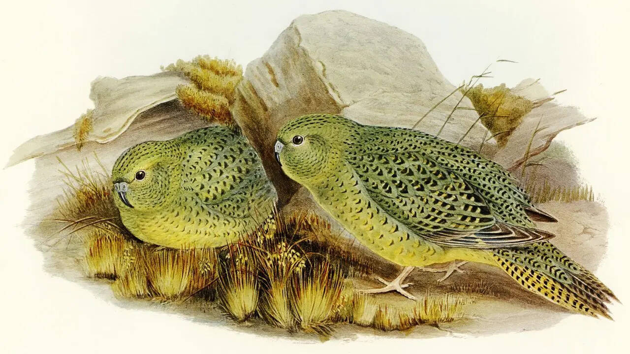 Rare night parrot rediscovered in Australia after being missing for ...