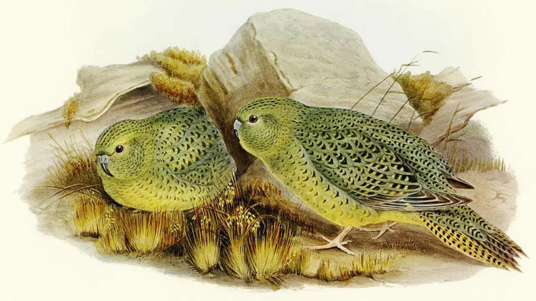 Rare night parrot rediscovered in Australia after being missing for ...
