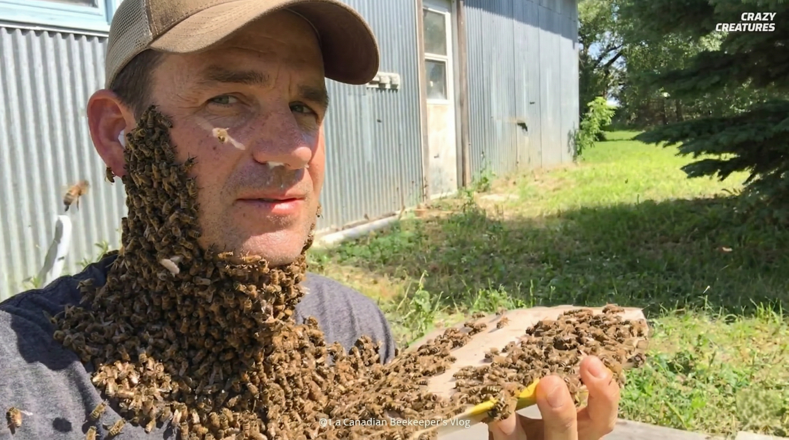 Watch what happens when a man stands still as a living cloud of bees ...