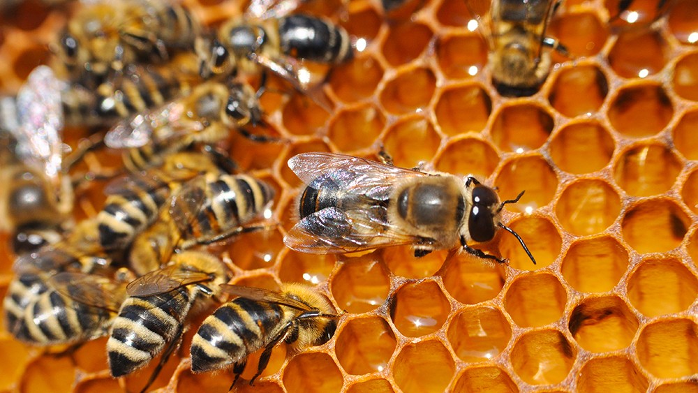 They put whiskey honey glaze on grilled peaches and dessert was never ...